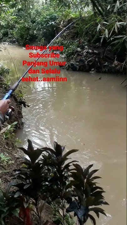 Ketika Umpan Di makan ikan,Hebohnya bikin tetangga melongo #short #mancingkali - YouTube