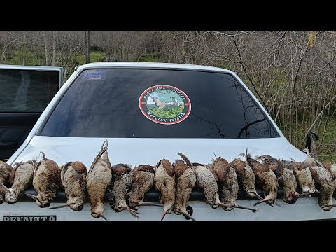 2026 LODOSTA MÜTHİŞ ÇULLUK AVI part 8 #SHOTKAM #beccaccia #woodcock #вальдшнеп#Μπεκάτσα#türkiye