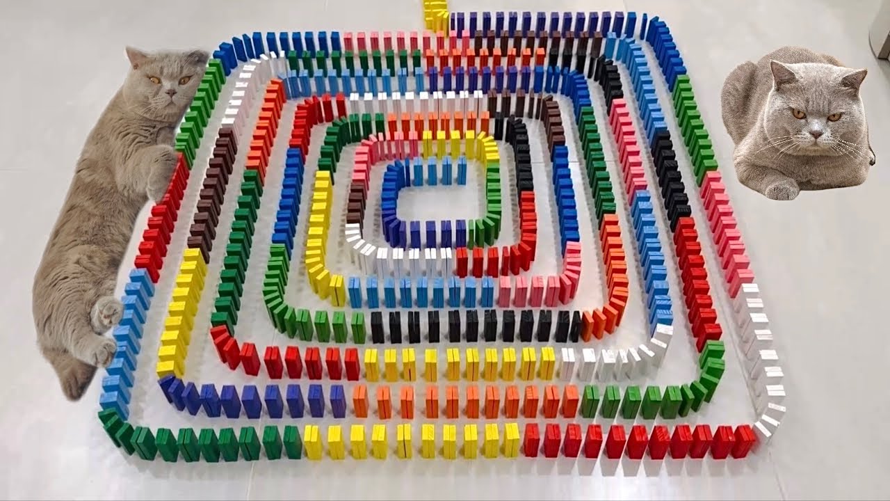 Cat Sil and Dominos Part 8 | Cat Funny Cat Compilations | Mèo Sil và ...