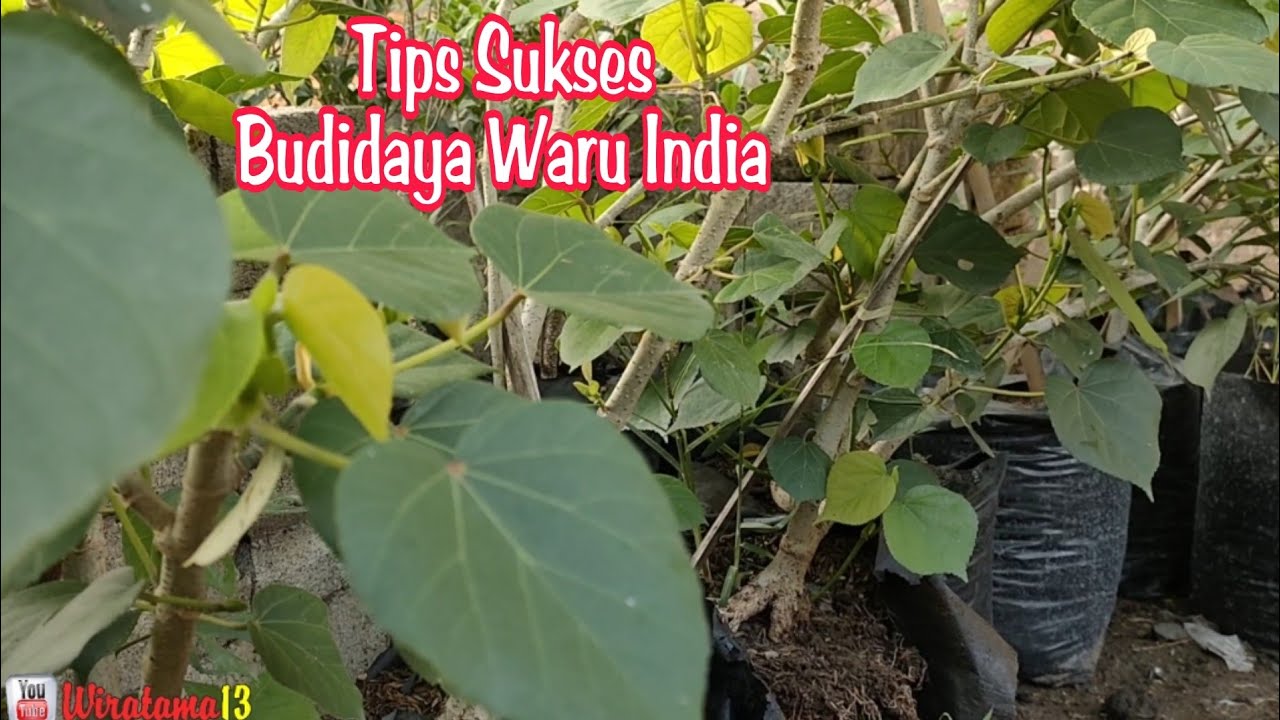 SUKSES‼️BUDIDAYA WARU INDIA - YouTube
