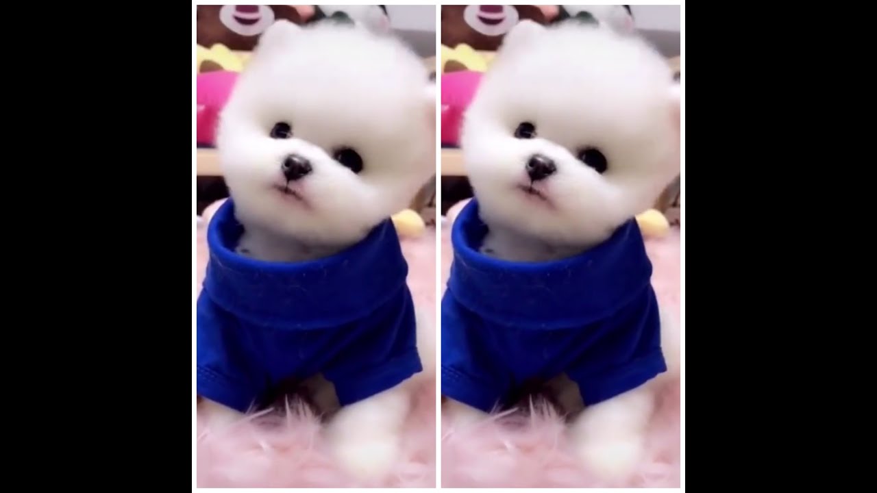 Cute dogs video - YouTube