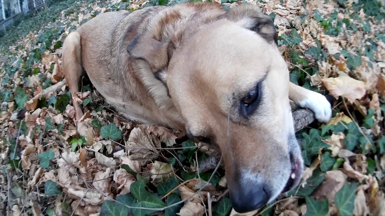 sahara chipper dog 15480001 - YouTube