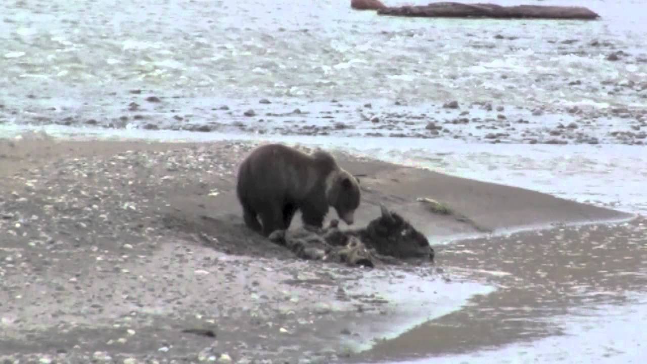 Grizzly Bear on Bison Carcass - YouTube