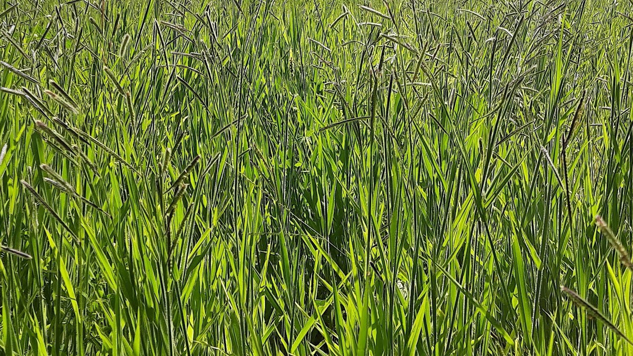 BRAQUIARIA RUZIZIENSIS O MELHOR DOS BRAQUIARIAS SABENDO FAZER O MANEJO ...