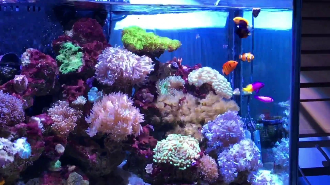 YouTube Aquarium Challenge - YouTube