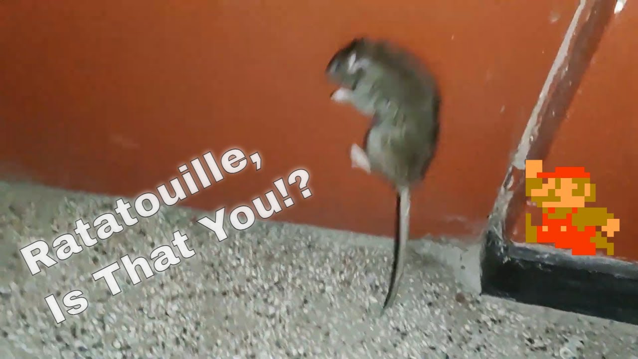 Rat Chase | Chasing a Rat Out Of The Block - YouTube