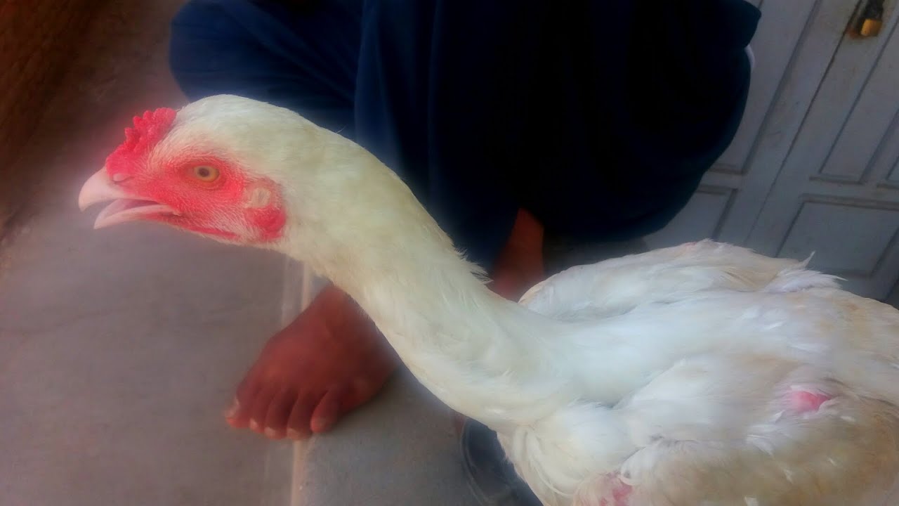 Top Quality heera Aseel | pure peperwhite murga | my home breed - YouTube
