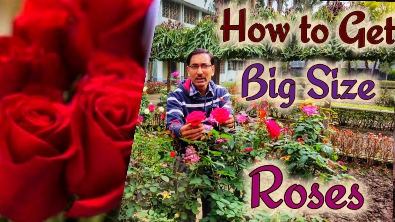 Nursery Secret of Getting Big Size Roses // Unique tips for Roses - YouTube