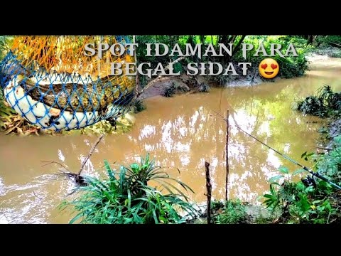 mancing ikan sidat monster di sungai saat air keruh memang joss - YouTube