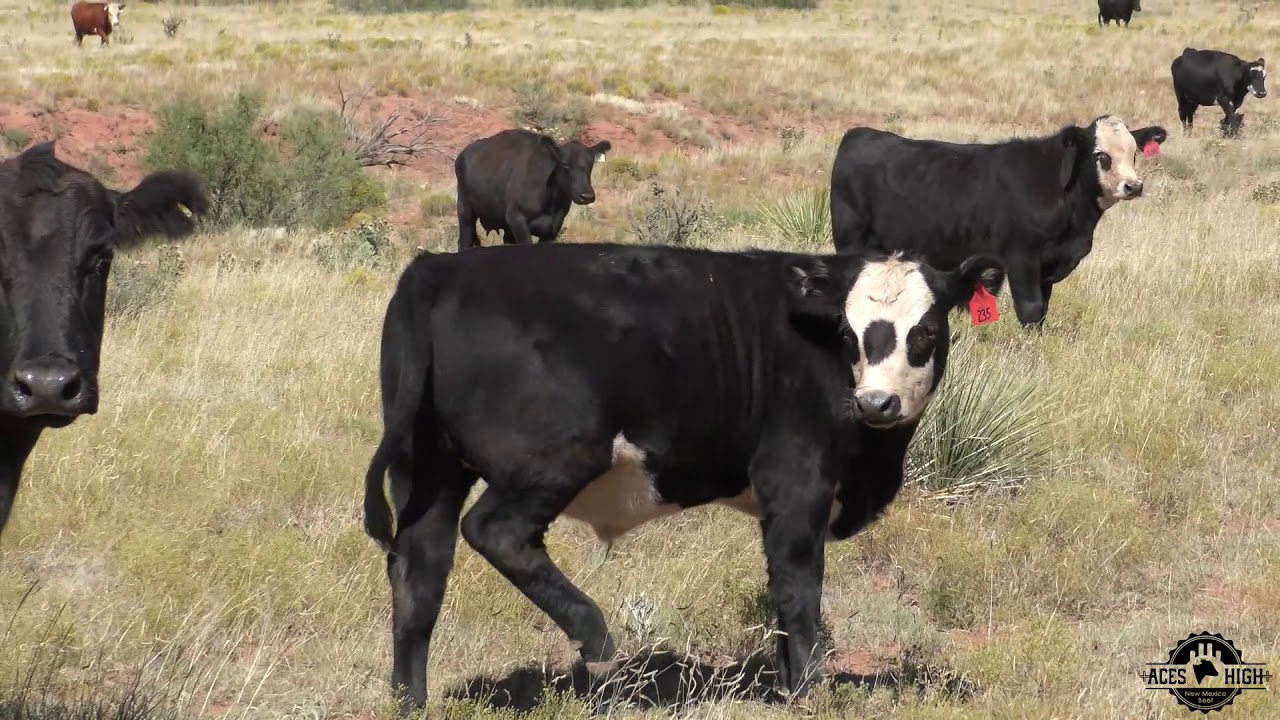Carter Ranch | Fort Sumner, New Mexico - YouTube