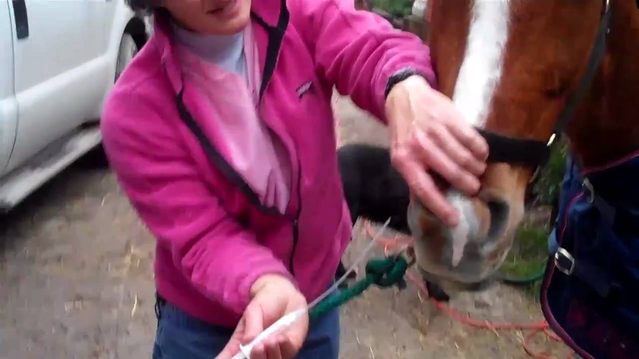 Strangles Intra-nasal vaccination - YouTube
