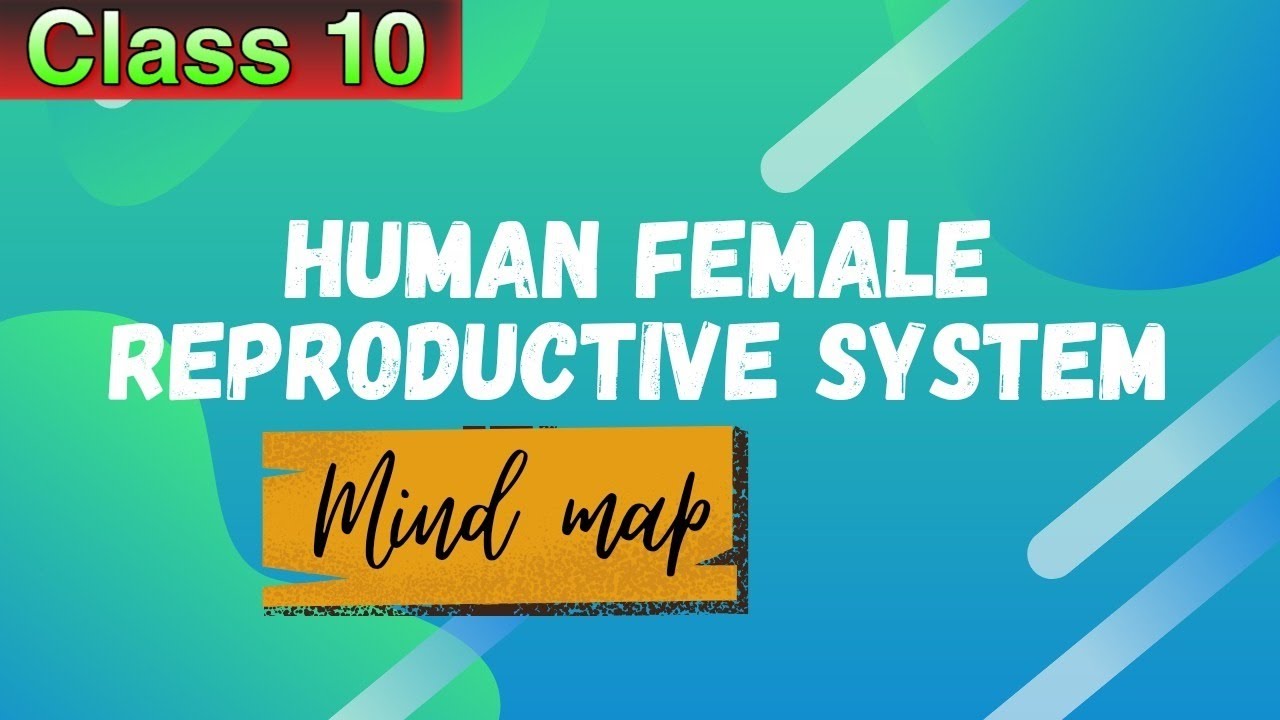 Human Female Reproductive System Mind map || Class 10th Bio.| Board ...