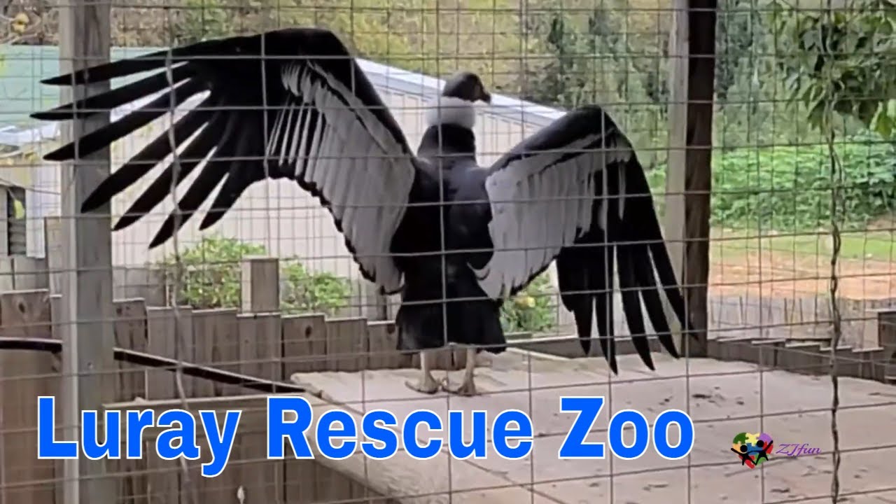 Luray Rescue Zoo - YouTube
