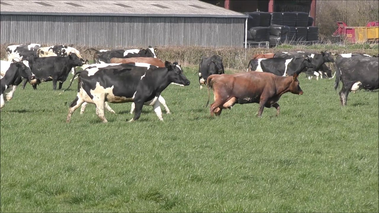 The cows go out to graze. - YouTube
