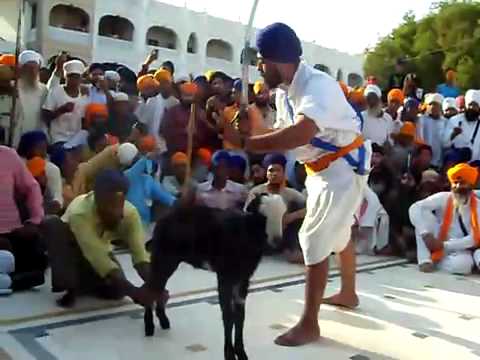animal sacrificing in sikhism!!!!!! - YouTube