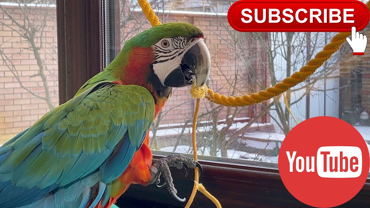 Archie entertains with his games. - YouTube