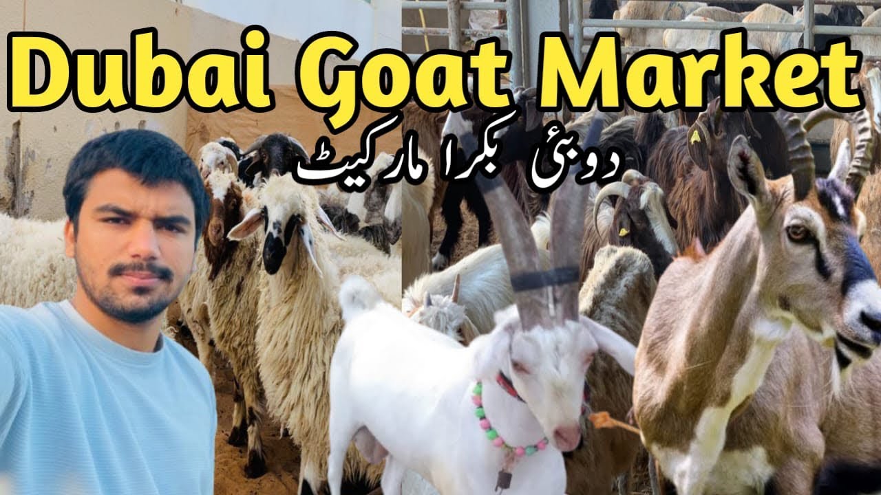 Dubai Livestock Goatmarket 2025|| Ajman livestock Goat Market ...