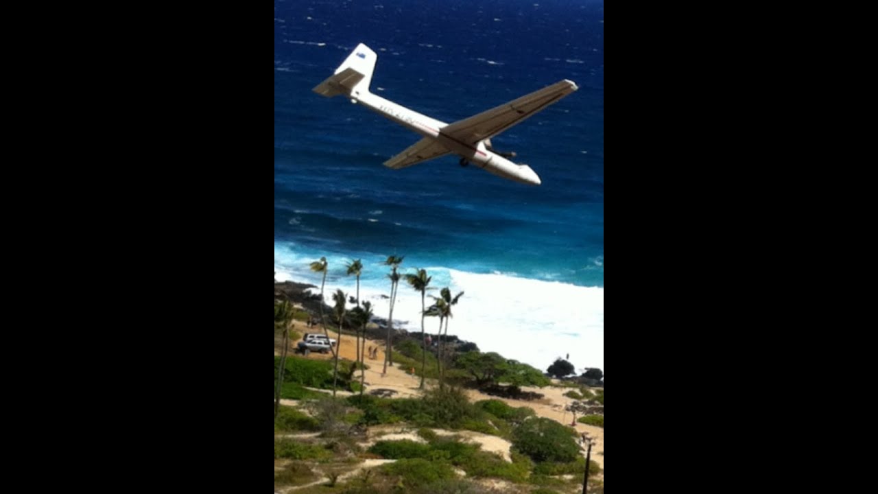 Swift S-1, Piglets, Mongoose (Oahu) - YouTube