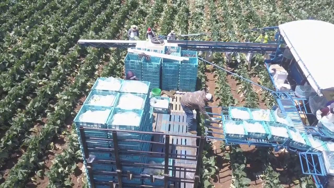 COSECHA DE COLIFLOR - YouTube