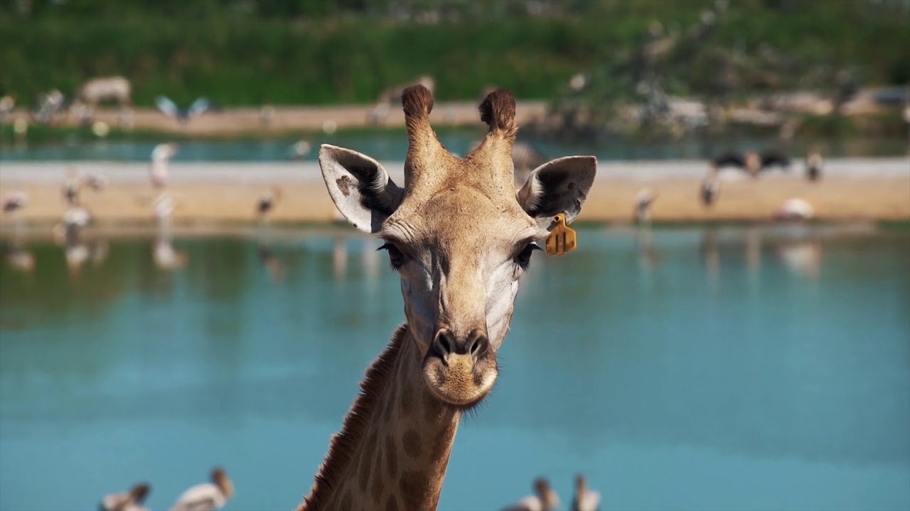 giraffe looking to the camera - YouTube