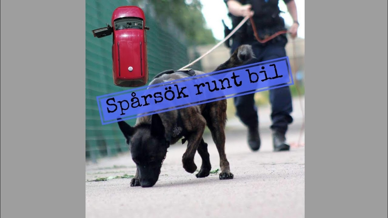 Söka spår runt fordon/bil, grundträningsförslag - YouTube