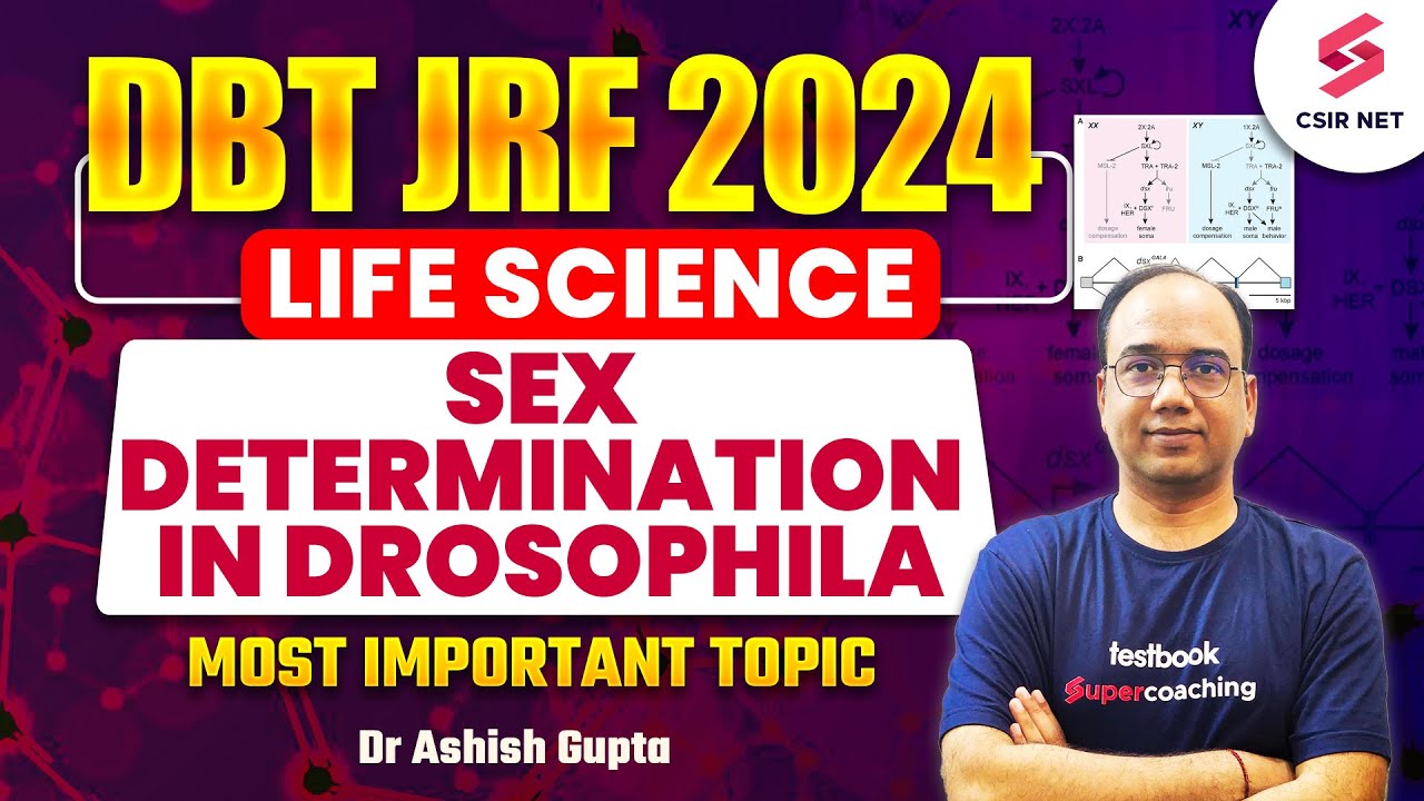 DBT JRF 2024 | DBT JRF Life Science Sex Determination in Drosophila ...