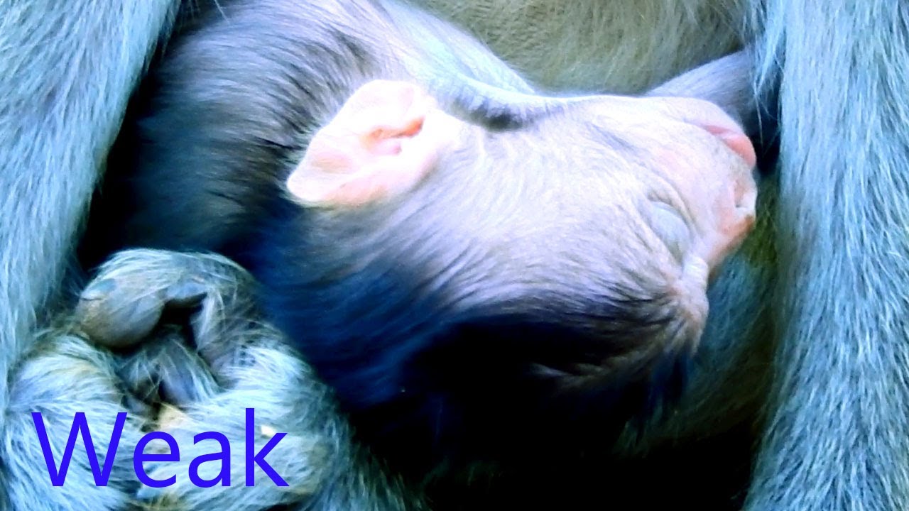 Breaking Heart! New Born Baby Monkey Of Jill So Weak After Mom Trying ...