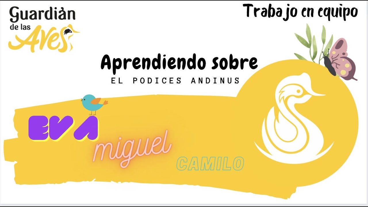Podiceps Andinus Por Migue, Eva y Cami - YouTube