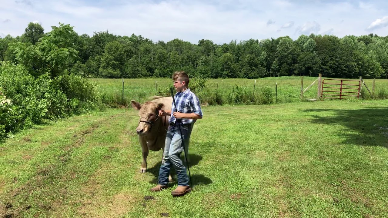 Murray Grey Heifer - YouTube