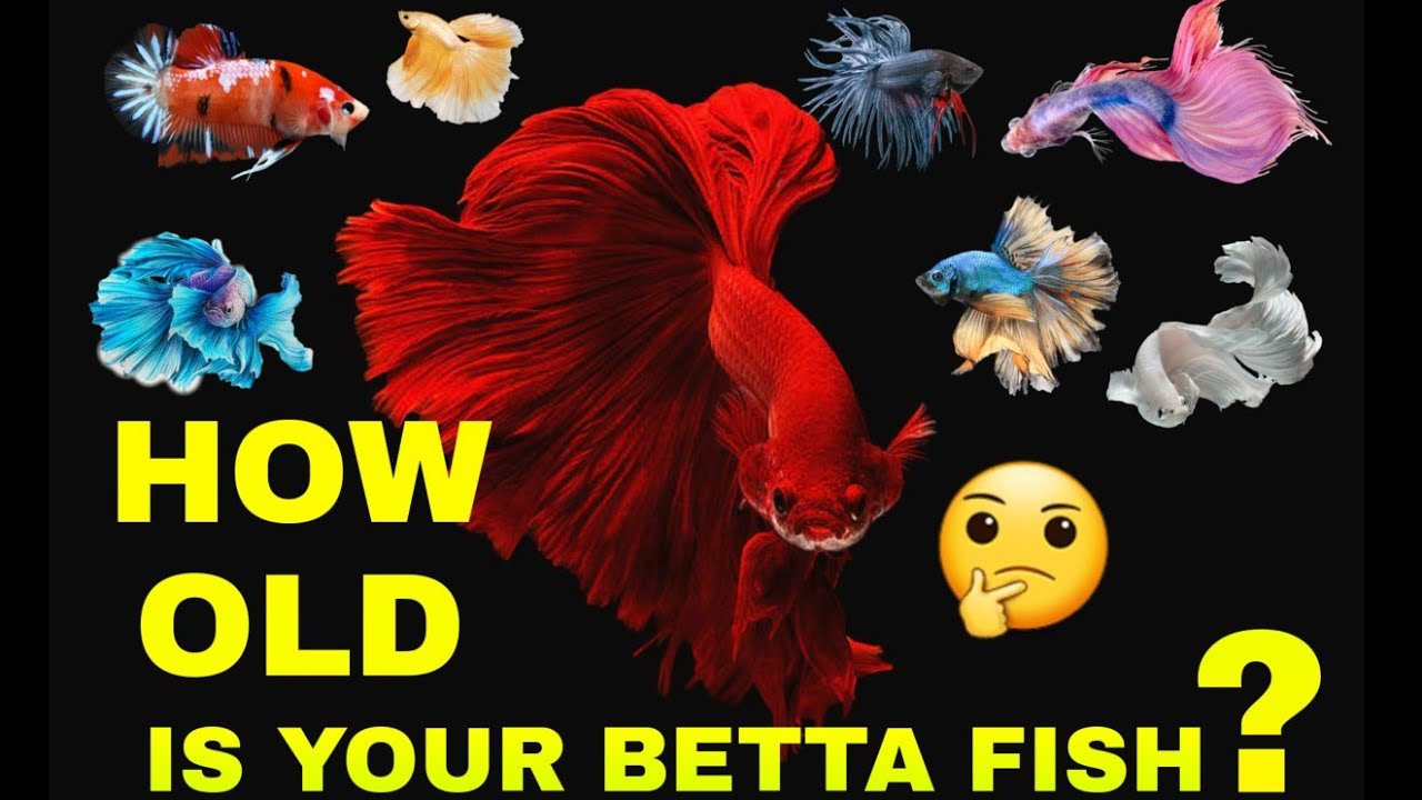 How to Know : How Old is My BETTA Fish ??? BETTA FISH AGE - YouTube