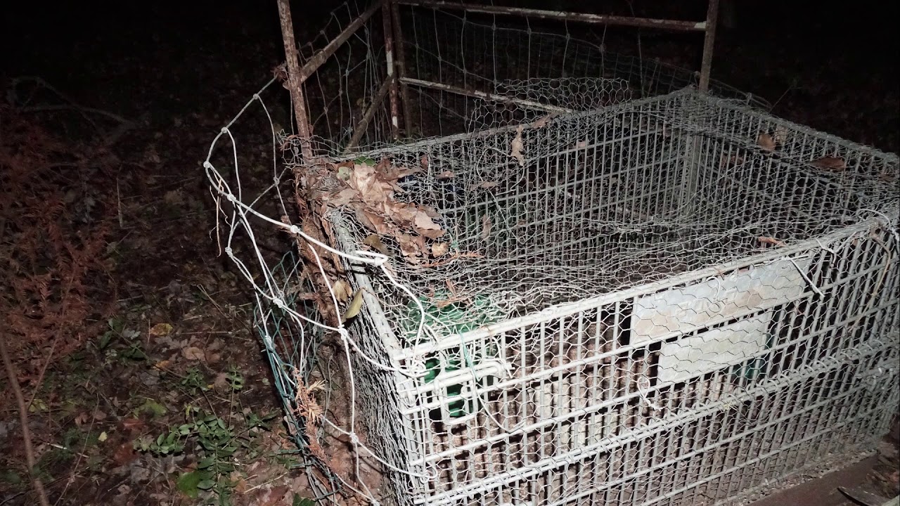 Partridge used as live decoy freed from cage (France) - YouTube