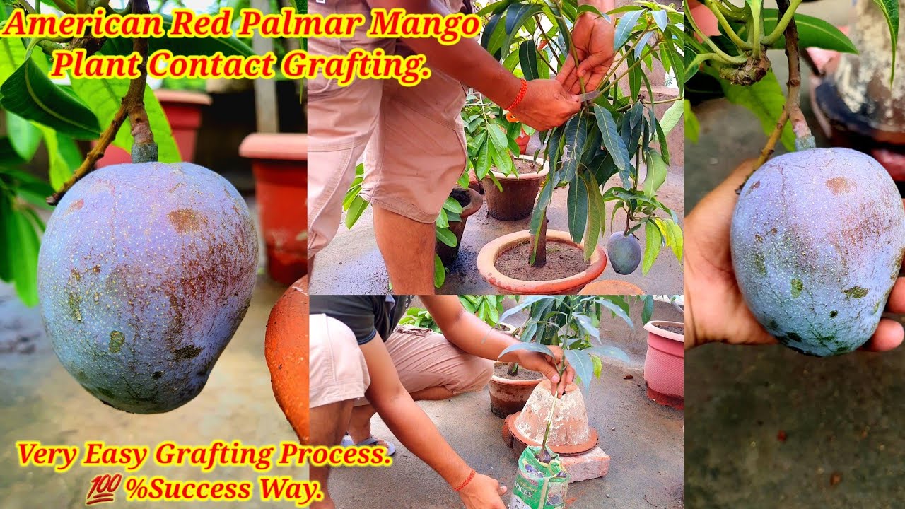 Mango Grafting Kaise Karein ।आम की कलम करने का उपाय । Mango Contact ...
