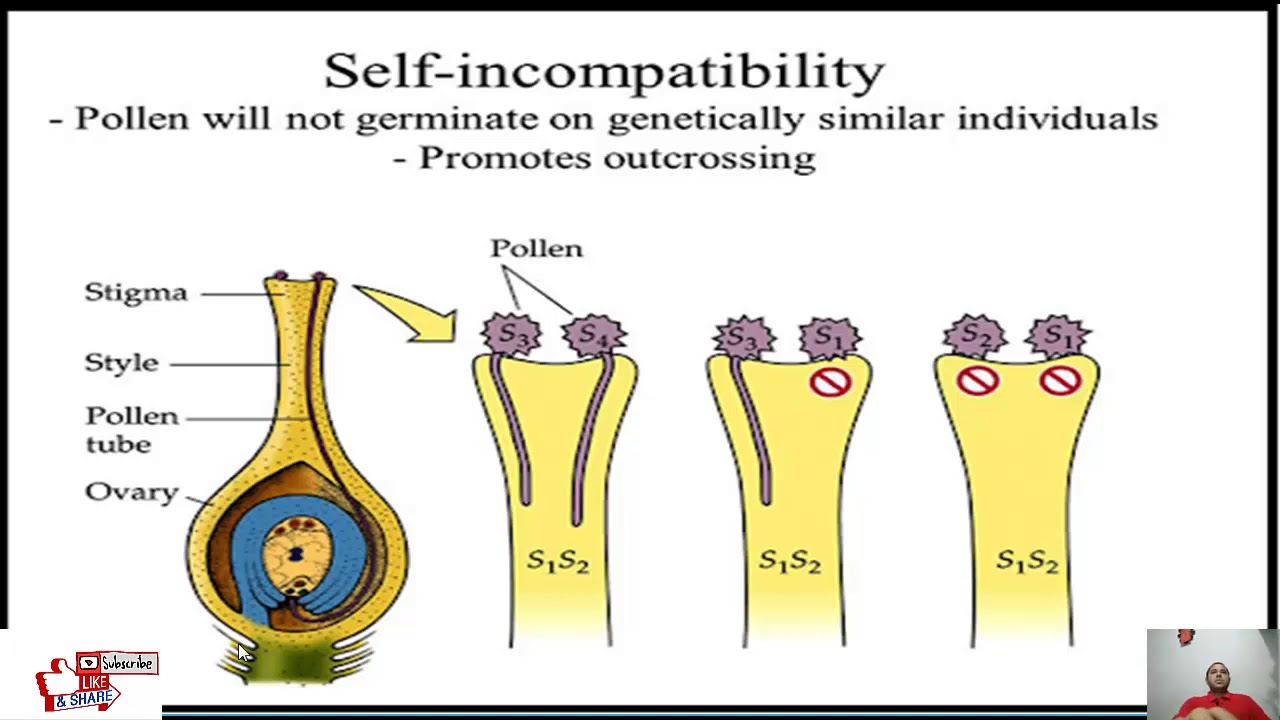 Self incompatibility, Class 12 Biology#cbse #biologyclass12 # ...