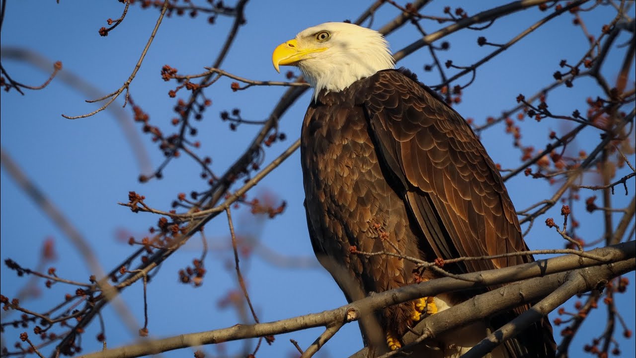 Hello Bald Eagle - YouTube