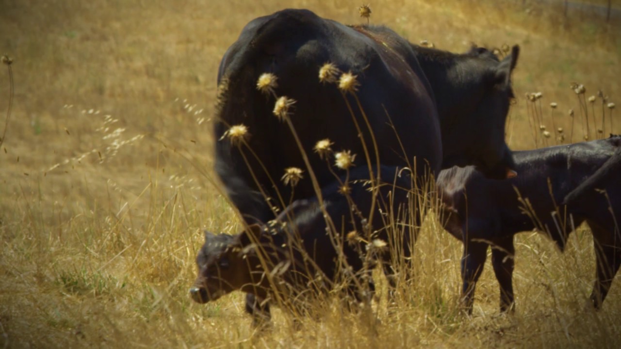 Sharing Open Spaces: Livestock - Encountering Grazing Cattle - YouTube