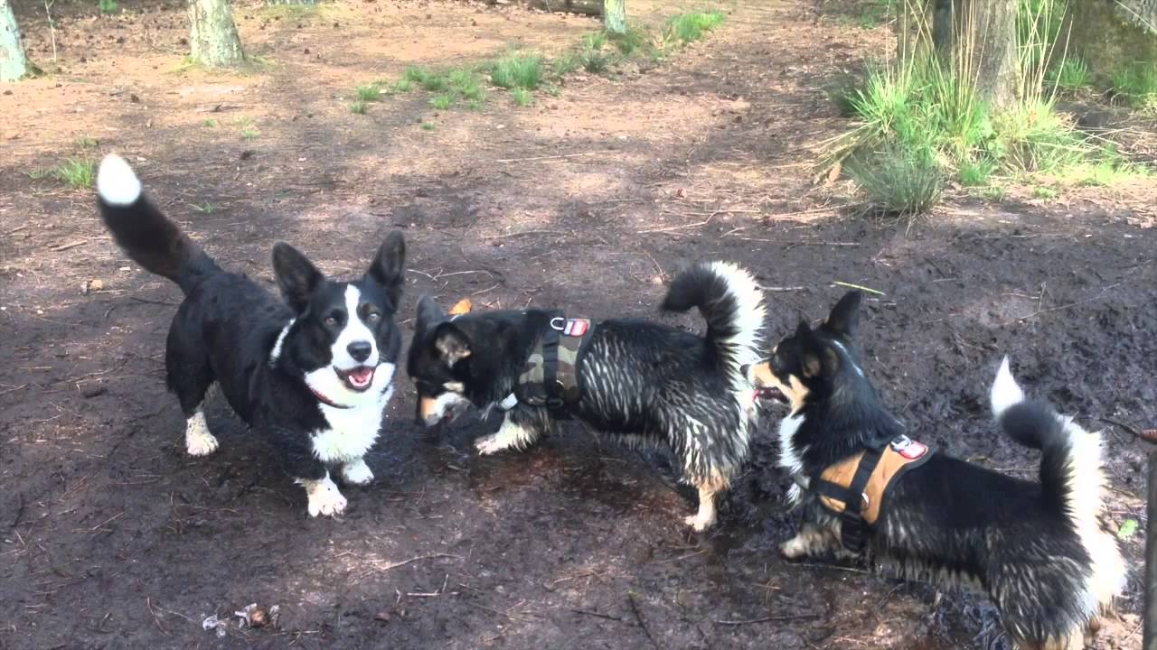 Do Corgis Bark At Night