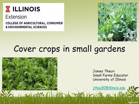 Cover Crops in Small Gardens - YouTube