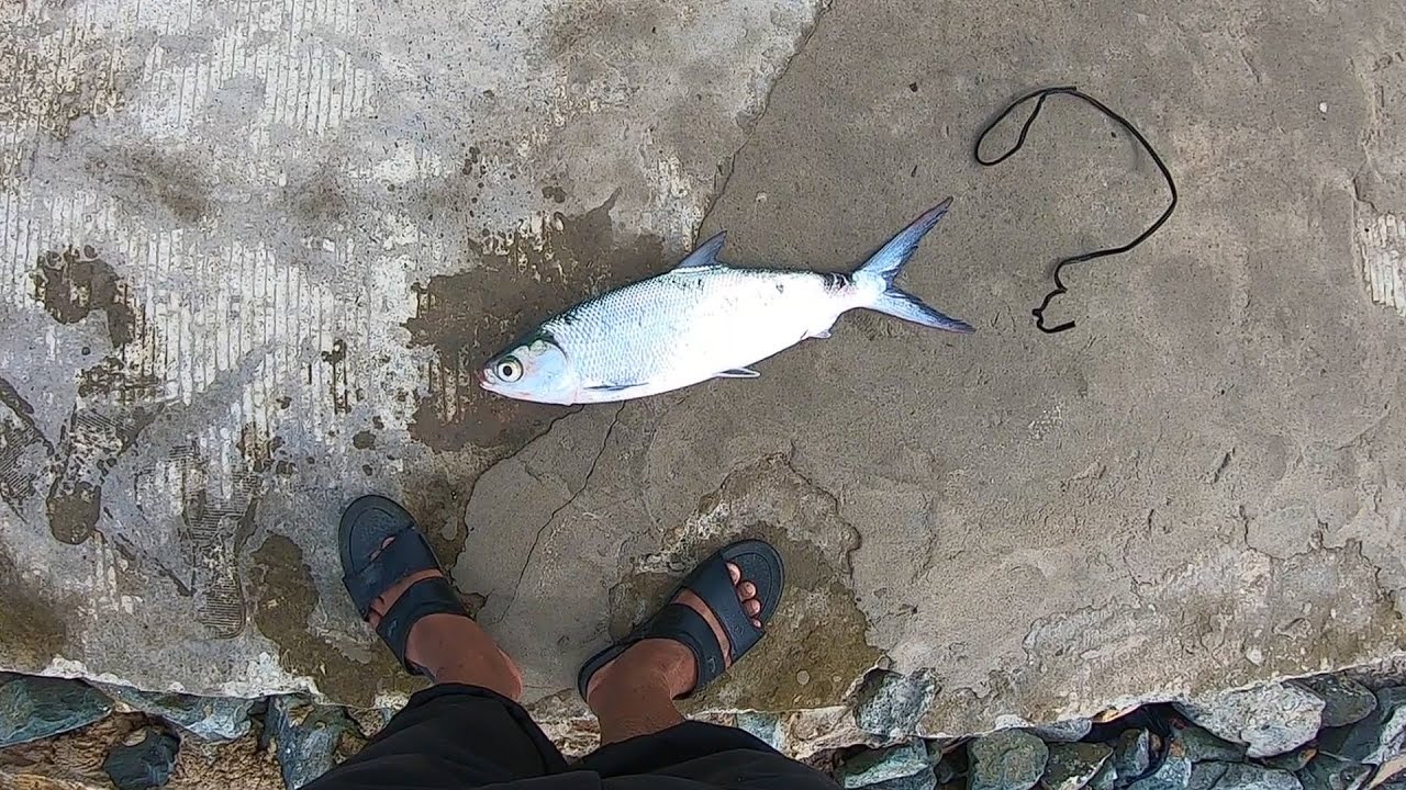 STRIKE IKAN BANDENG LAUT RAKSASA | SPOT MANCING BALIKPAPAN - YouTube