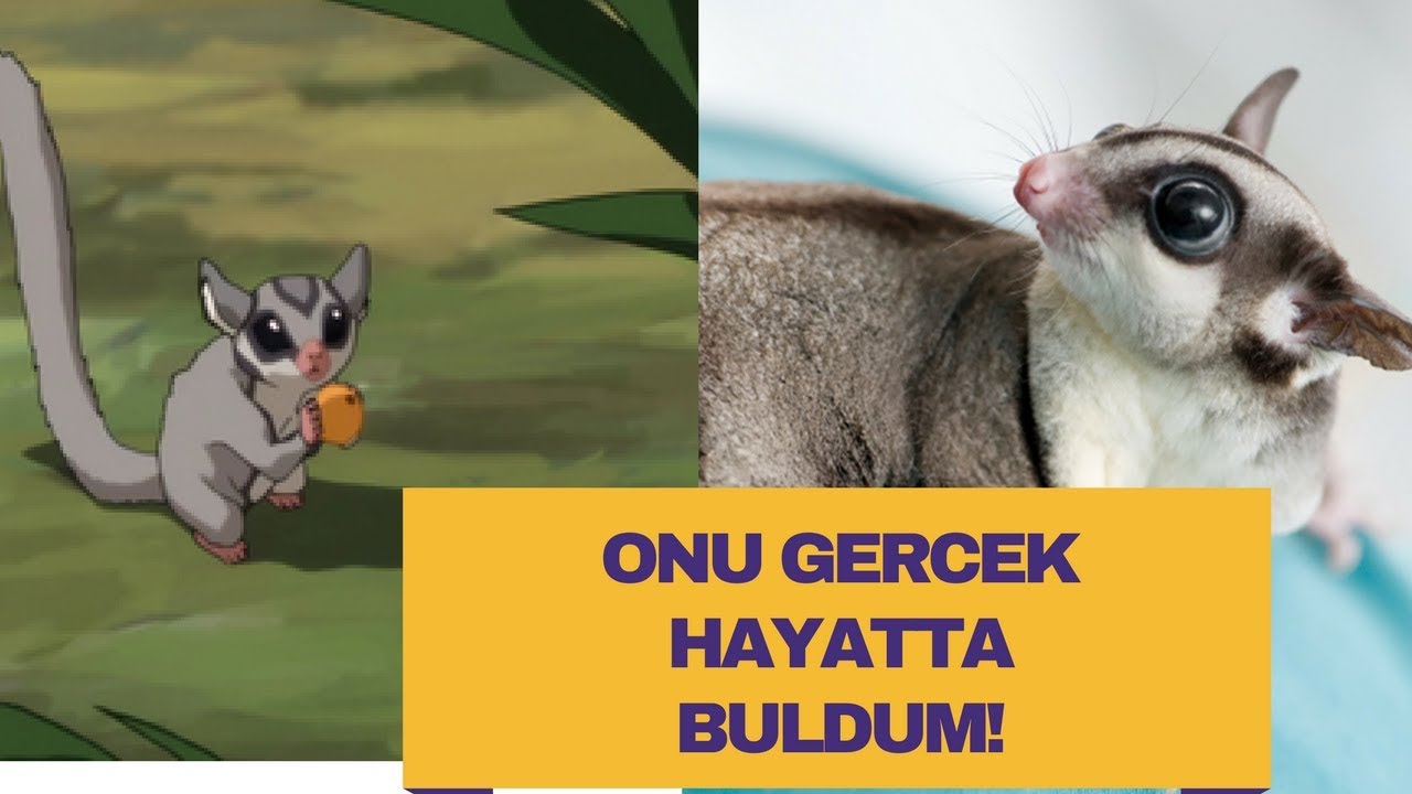 Şeker planör Ne Kadar ? (VLOG-TAYLAND) - YouTube