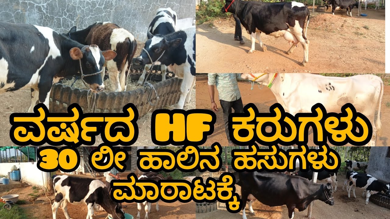 ಒಂದು ವರ್ಷದ HF ನ ಕರುಗಳು ಹಾಗೂ 30ಲೀ ಹಾಲಿನ ಹಸುಗಳು ಮಾರಾಟಕ್ಕಿವೆ. Cow's and ...