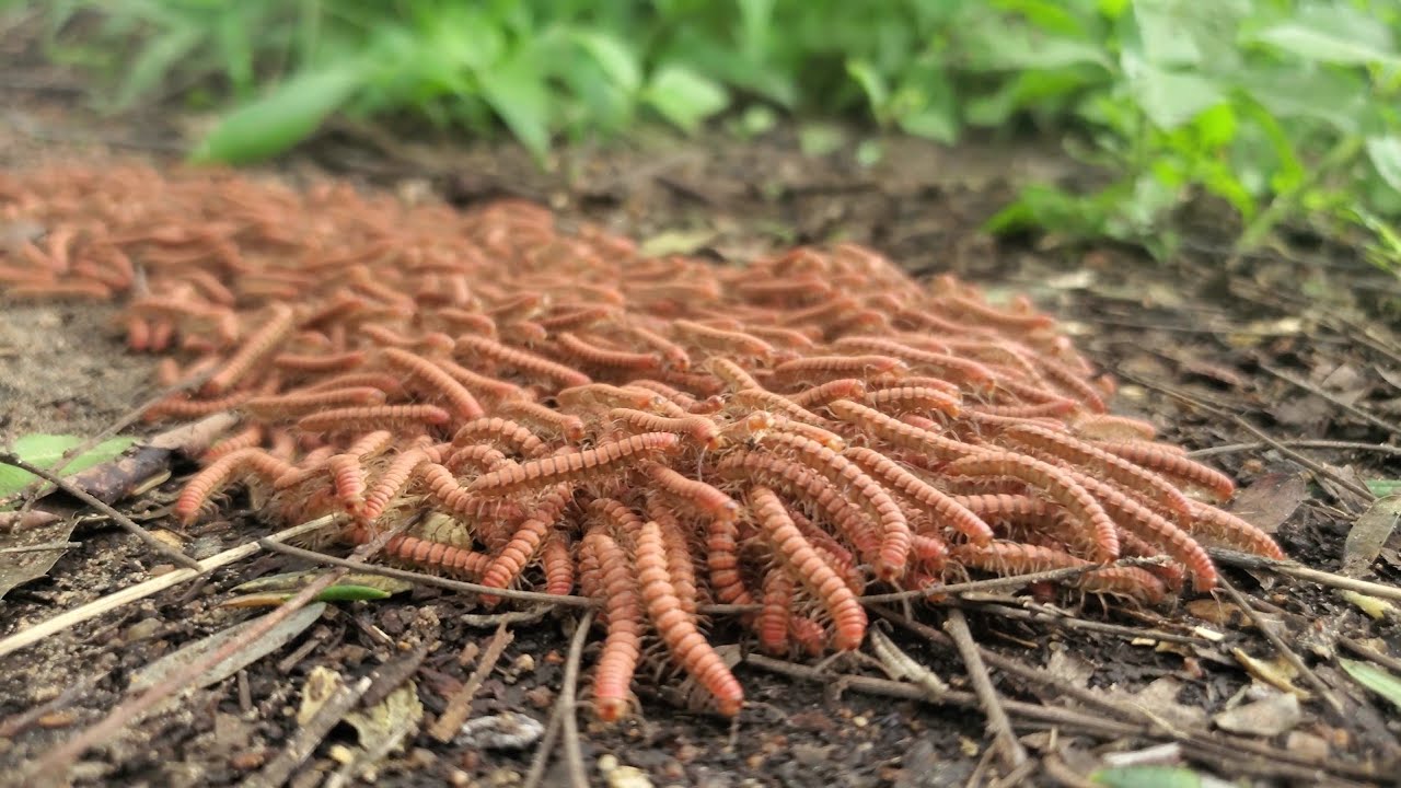 Nature / many insects moving as one - YouTube