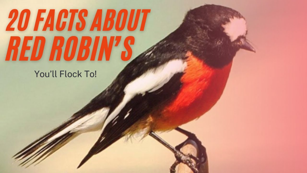 20 Facts About Red Robin - YouTube
