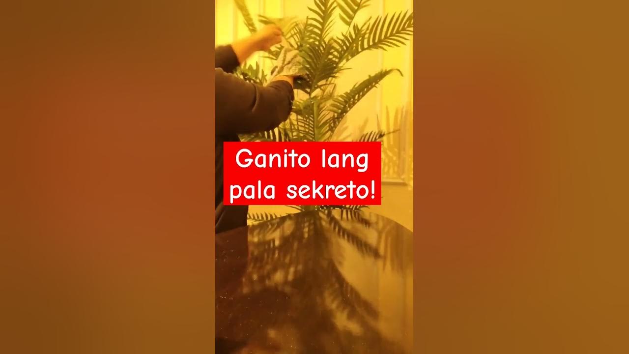 Ganito lang pala sekreto para madali mag linis ng halaman #shortsviral #shorts #shortsvideo # ...