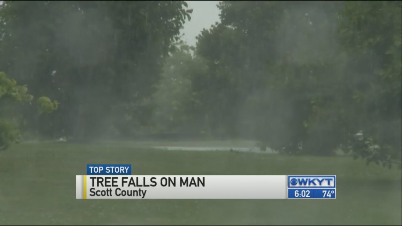 Tree falls on man - YouTube