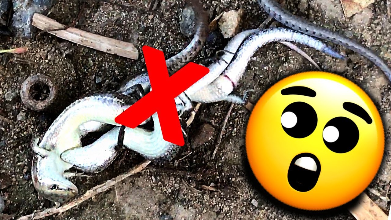 Garden Skinks Amazing Play Fighting Or Tough Love 😎 - YouTube