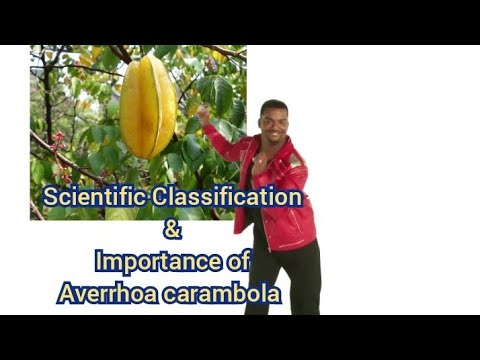 Granatis - YouTube