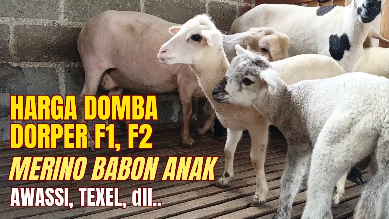 HARGA DOMBA DORPER, AWASSI, MERINO, TEXEL, dll.. edisi terbaru ️‍🔥 ️‍🔥 ...