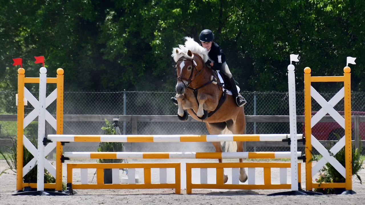 Super Eventing Haflinger for Sale! - YouTube