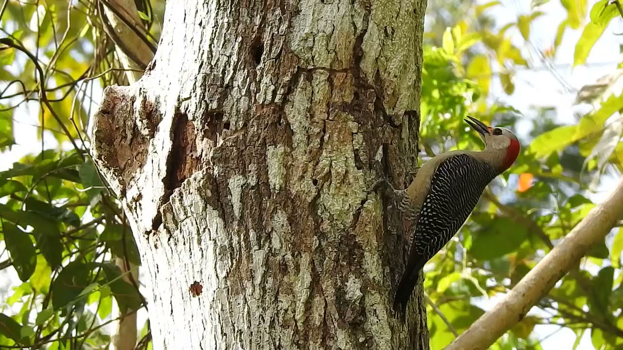 Pájaro Carpintero Petenero | cheje | Petén Guatemala - YouTube
