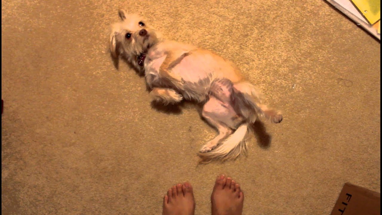 Kona shows her coochie - YouTube